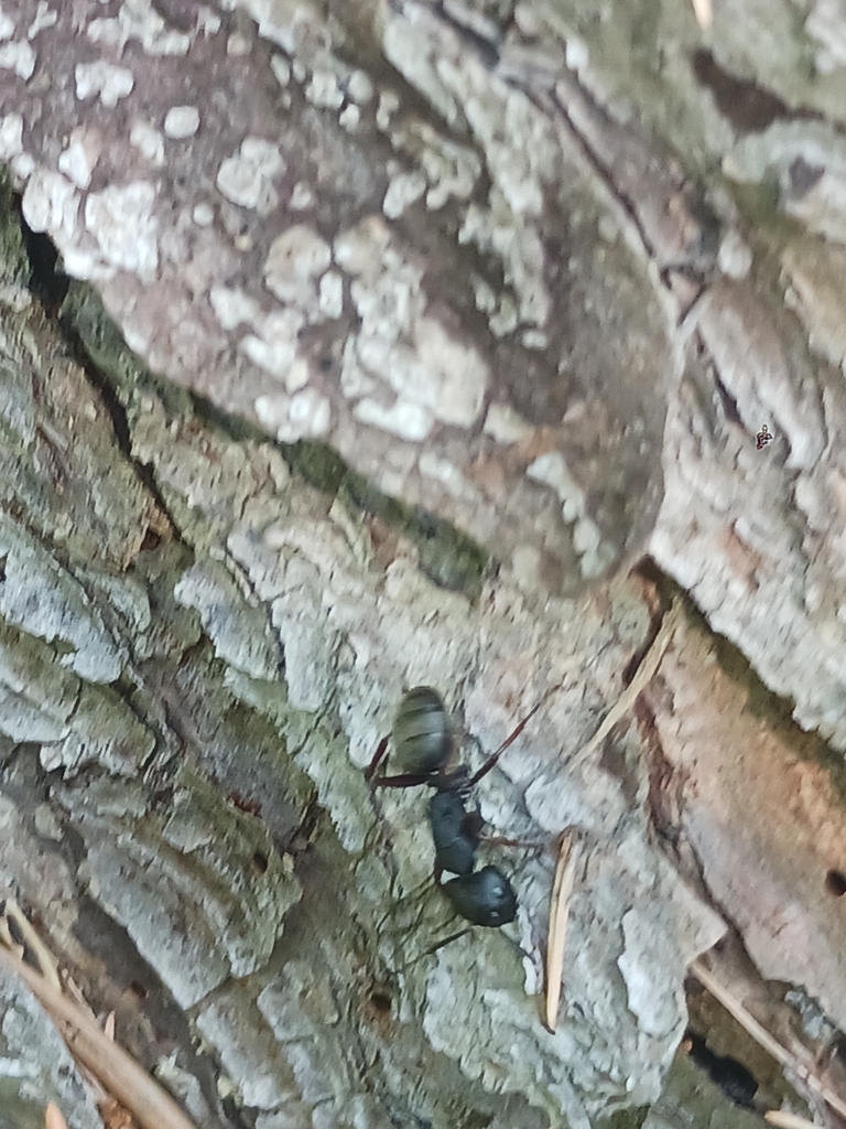 Western Carpenter Ant from Grant County, US-OR, US on July 4, 2023 at ...