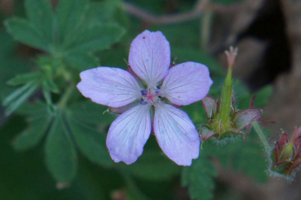 Geranium lilacinum (Flora y Vegetación de las Zonas Núcleo de la ...