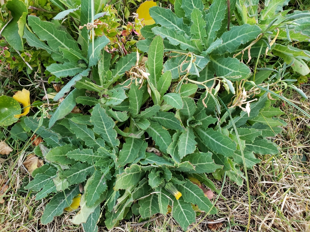 dune thistle from FCC2+HV Murramarang Aboriginal Area, Bawley Point NSW ...