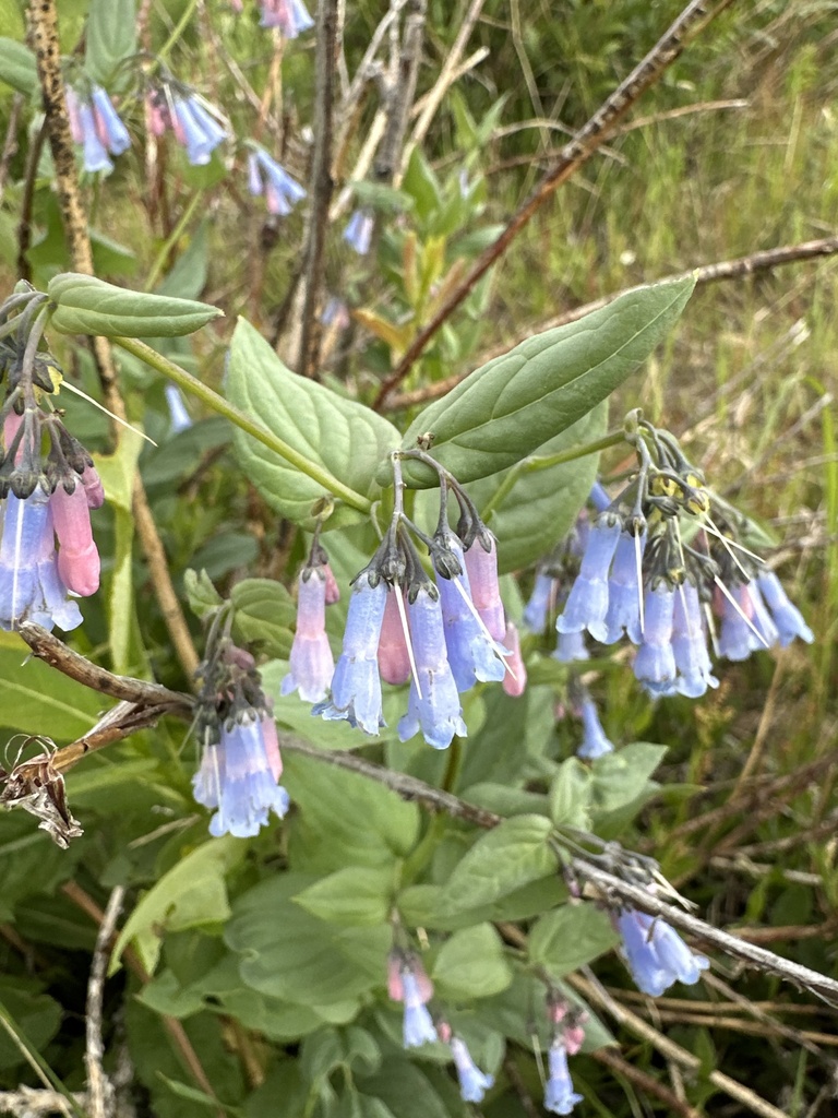 mountain bluebells from Rocky Mountain National Park, Estes Park, CO ...