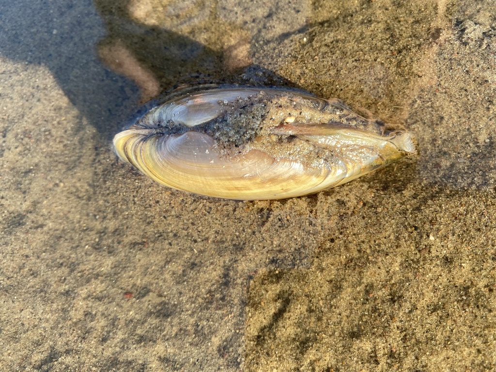 Fragile Papershell from Mississippi River, Pontoosuc, IL, US on July 4 ...