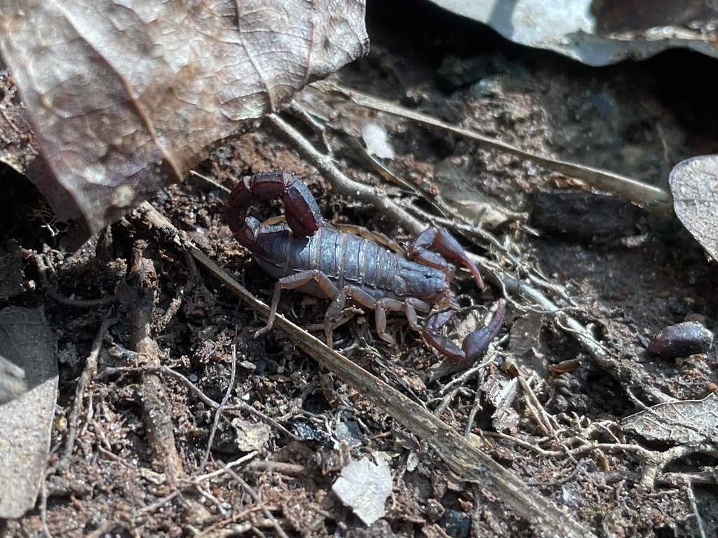 Southern Devil Scorpion from SR-16, Carrollton, GA, US on July 4, 2023 ...