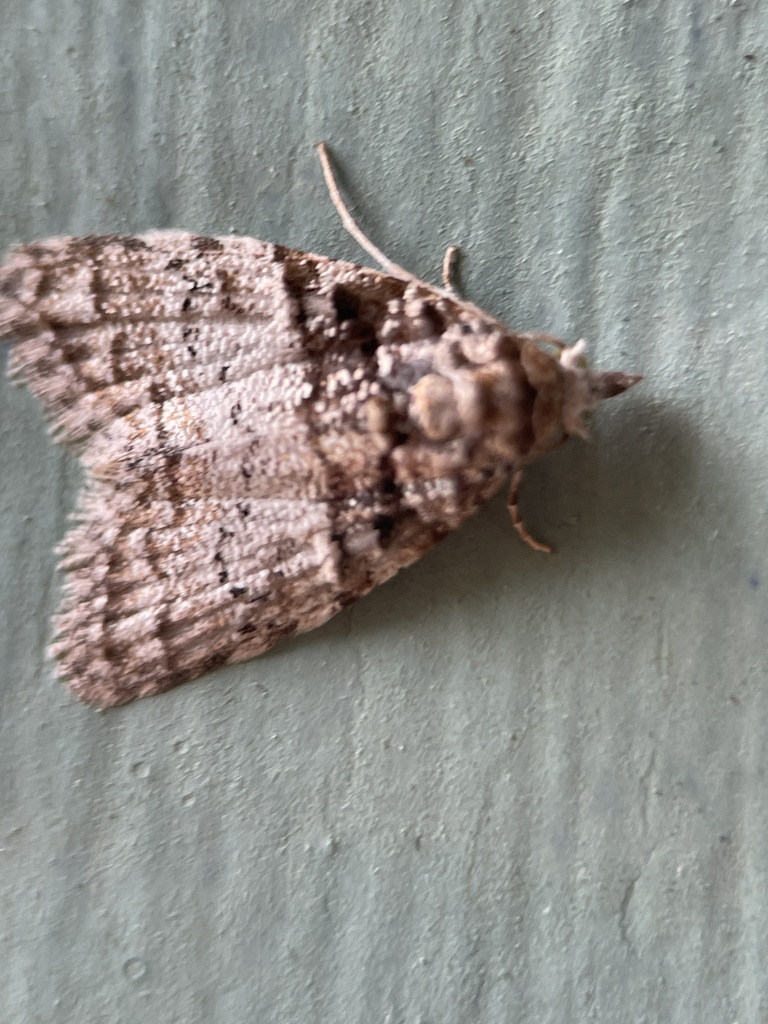 Pisara hyalospila from Malanda Millaa Millaa Rd, Millaa Millaa, QLD, AU ...