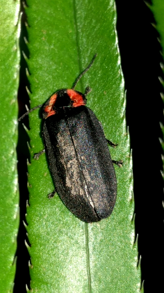 California Glowworm from Long Ridge Open Space Preserve, San Mateo ...
