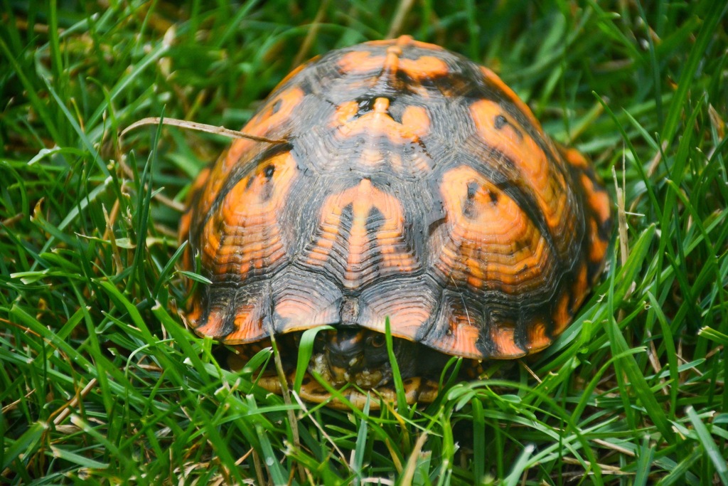 Common Box Turtle in July 2015 by mush13 · iNaturalist