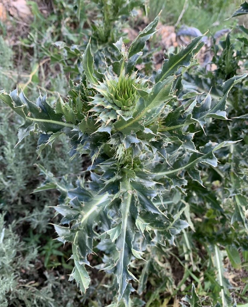 musk thistle from CR-67, Estes Park, CO, US on July 4, 2023 at 07:13 AM ...
