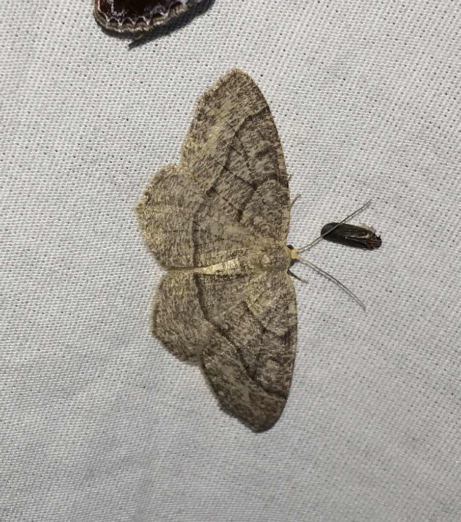 Curved-lined Looper Moth from Taylor's Ridge, Walker County, GA, USA on ...