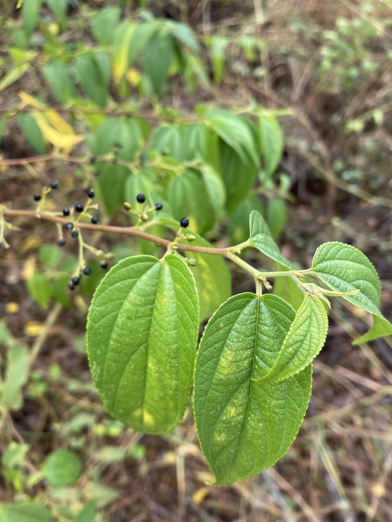 Nettle Tree from O'Connell QLD 4680, Australia on July 5, 2023 at 10:02 ...