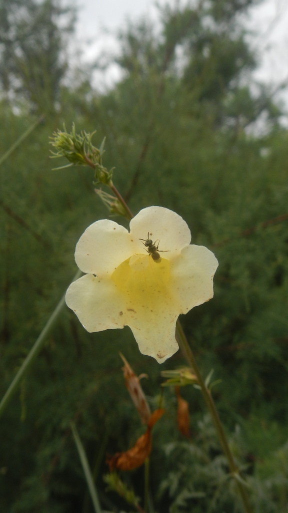 Incarvillea lutea from Yongjing County, Linxia, Gansu, China on July 3 ...