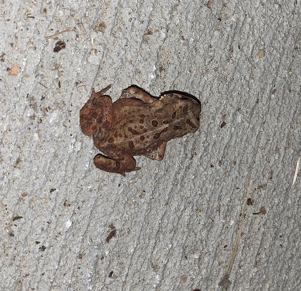 American Toad from N Pine St, Atlanta, MI, US on July 3, 2023 at 10:07 ...