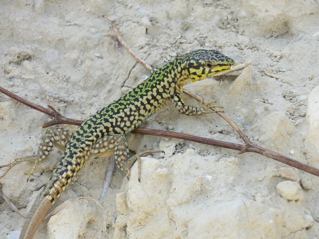 Filfola Lizard from Għasri, Malta on June 20, 2023 at 12:00 AM by Josh ...