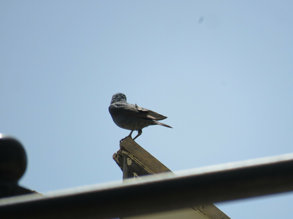Blue Rock-Thrush from Mdina, Malta on June 22, 2023 at 12:00 AM by Josh ...