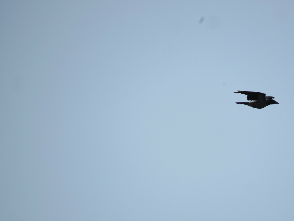 Hooded Crow from Metropolitan City of Naples, Italy on June 29, 2023 at ...