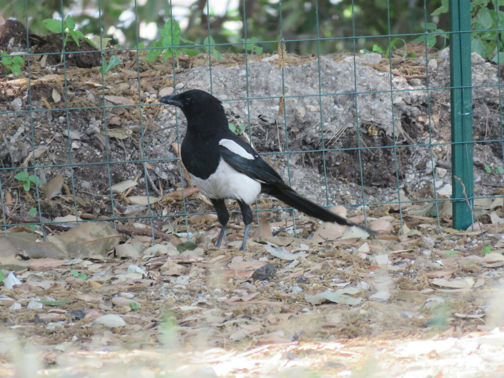 Eurasian Magpie from 80045 Pompei, Metropolitan City of Naples, Italy ...