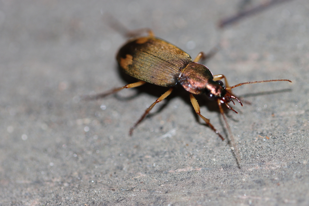 Chlaenius micans from 杭州花圃 on July 4, 2023 at 07:25 PM by heichuan ...