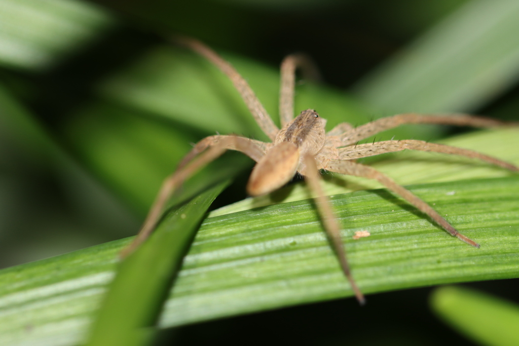 Dolomedes raptor from 杭州花圃 on July 4, 2023 at 07:45 PM by 燕旭阳 · iNaturalist