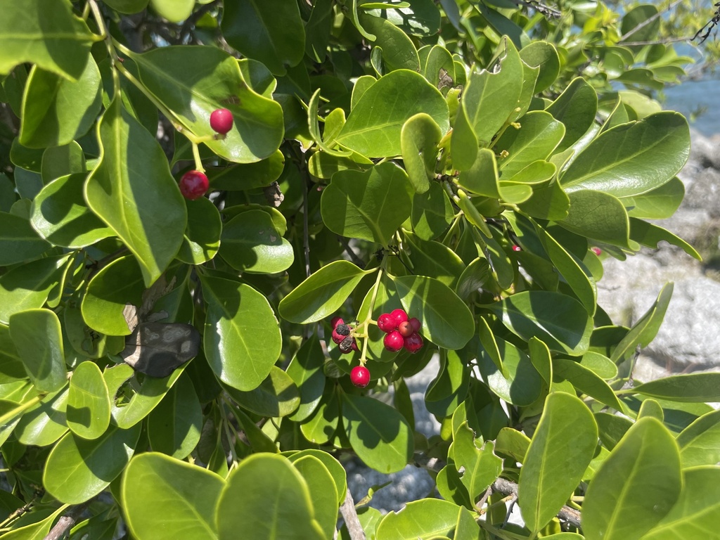 Blolly from Florida State Parks, Vero Beach, FL, US on July 4, 2023 at ...