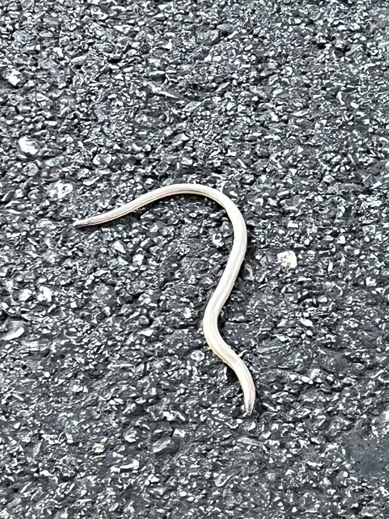 San Diegan Legless Lizard From Sierra Madre Ca 91024 Usa On July 4 2023 At 1000 Am By
