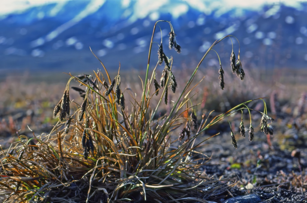 Shortleaved Sedge from Mestersvig, E. Greenland on July 18, 1982 at 10: ...