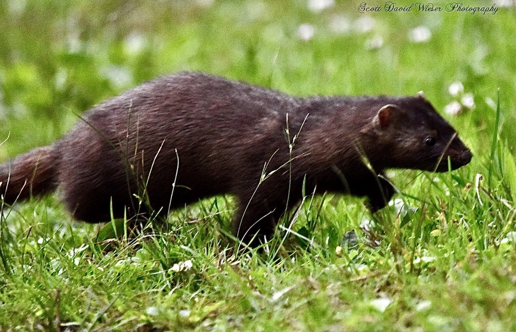 American Mink from Reinstein Woods Nature Preserve, Depew, NY, US on ...