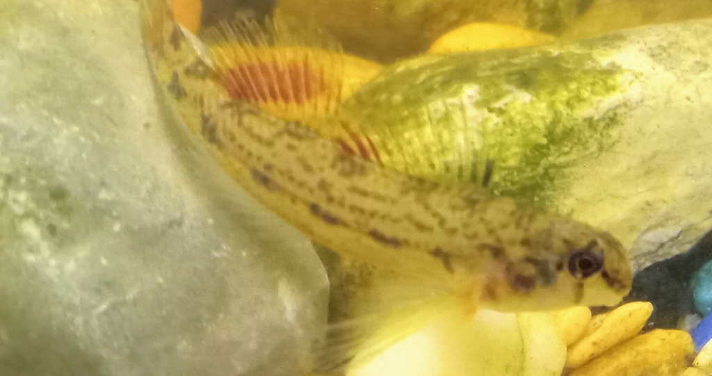 Alabama Darter from Pine Barren Creek on July 3, 2023 at 02:34 PM by ...