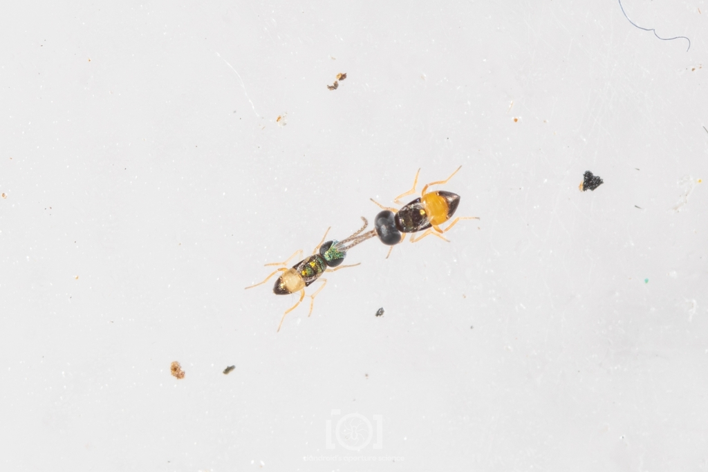 Ooencyrtus from Chimney Lakes, Jacksonville, FL, USA on July 4, 2023 at ...