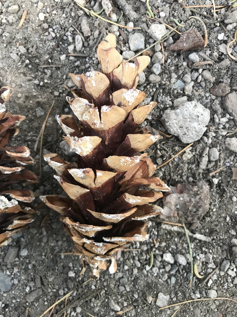 western white pine from Inyo National Forest, Mammoth Lakes, CA, US on ...