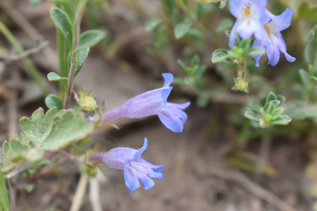mat penstemon from Gunnison County, CO, USA on July 4, 2023 at 04:13 PM ...