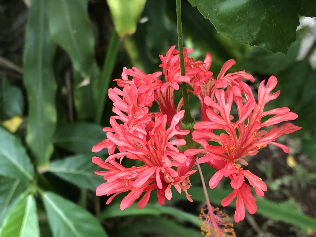 Spider Hibiscus (Hibiscus schizopetalus) - Botanical Realm