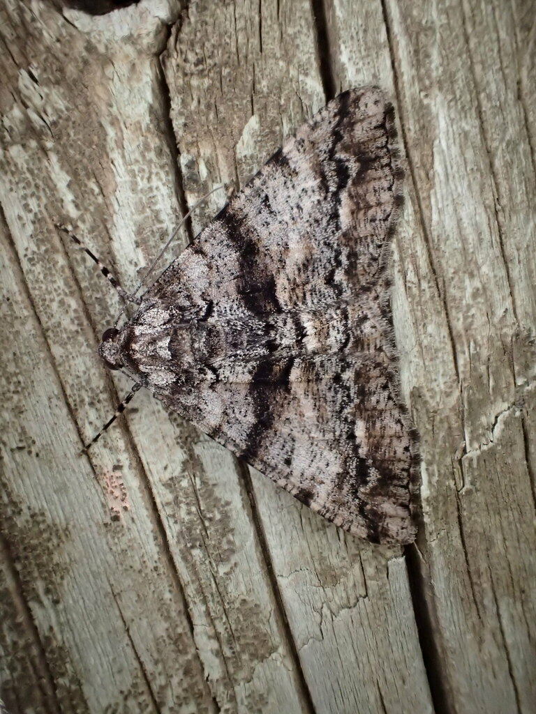 Cryptic Bark Moth from 30km E by N of Swan Reach, S. AUST on July 4 ...