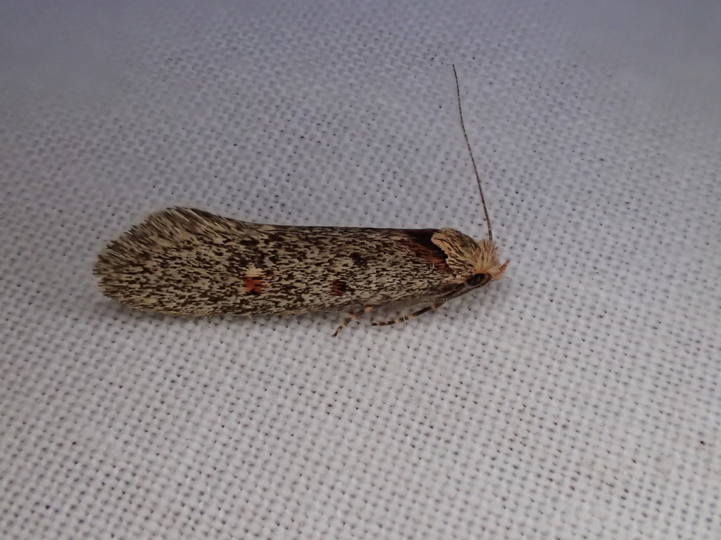 Curved-horn Moths from 30km E by N of Swan Reach, S. AUST on July 4 ...