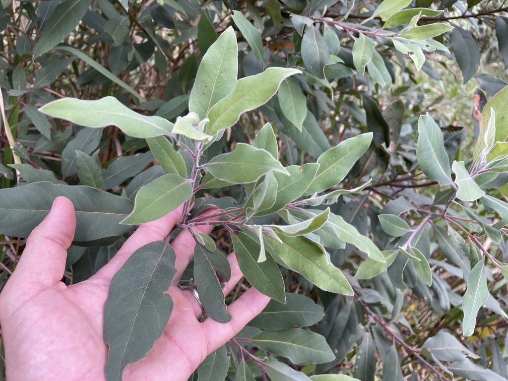 Turpentine from Carnarvon National Park, Carnarvon Park, QLD, AU on ...