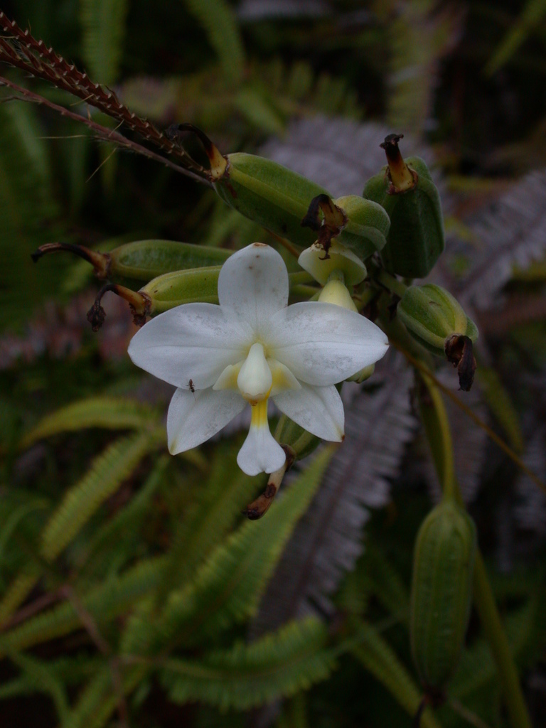 Micronesian ground orchid in September 2004 by lecanorchis · iNaturalist