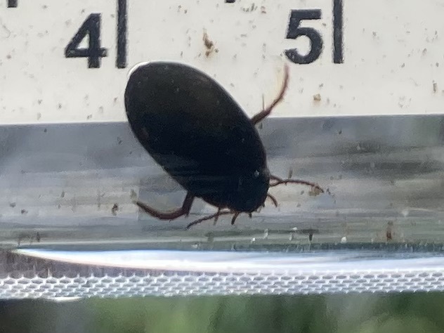 Beetles from Capital, BC, Canada on May 30, 2023 at 10:29 AM by ...