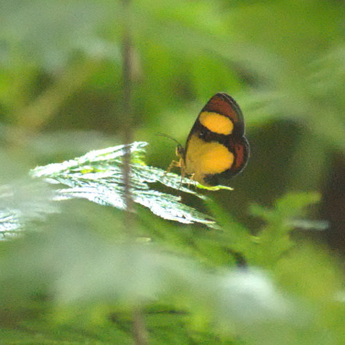 Callidula versicolor · iNaturalist