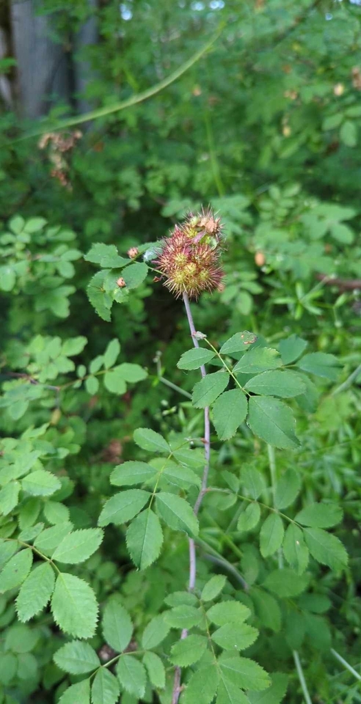 Spiny leaf gall wasp from Duvall, WA 98019, USA on July 4, 2023 by ...
