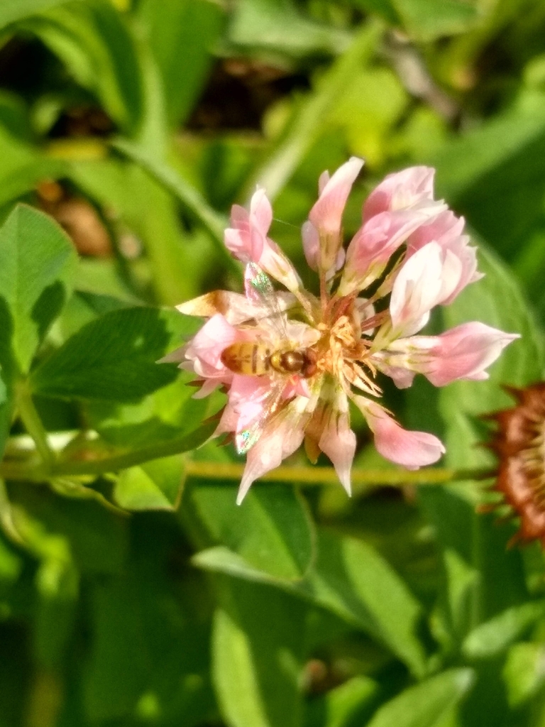 Alsike clover from Greene Co., NY on June 25, 2020 at 01:48 PM by ...
