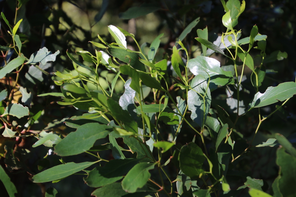 spider gum from Sillery Walk, Keysers River, Constantia Green Belt on ...