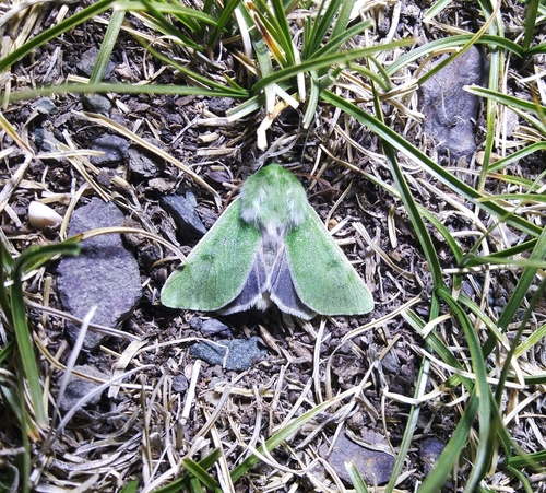 Isochlora herbacea · NaturaLista Colombia