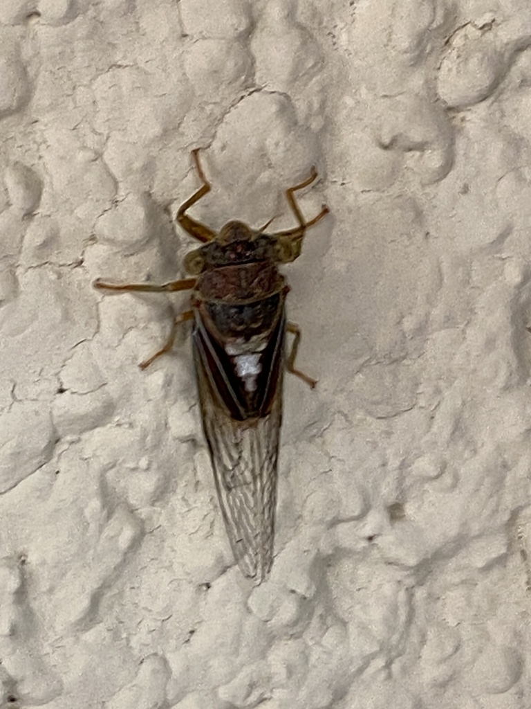 Scrub Cicadas from La Manzanilla, La Huerta, JAL, MX on July 4, 2023 at ...