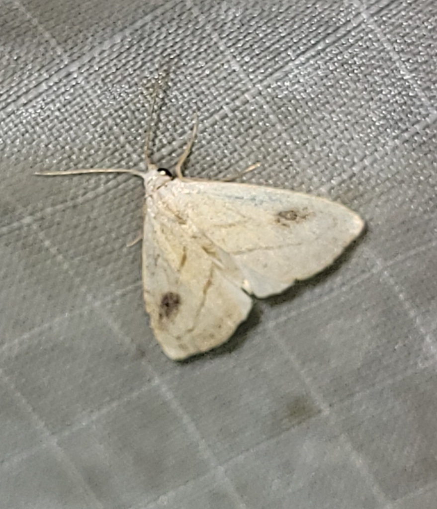 Spotted Grass Moth from Glen Cove, Onondaga, New York, United States on ...