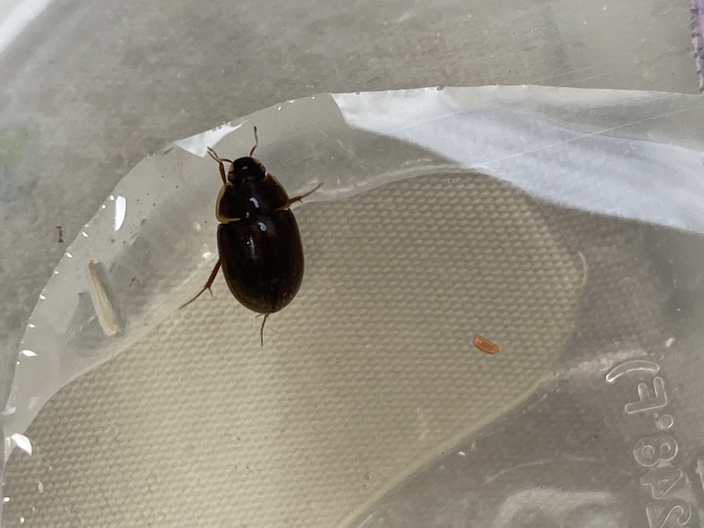 Enochrus in June 2023 by skfork · iNaturalist