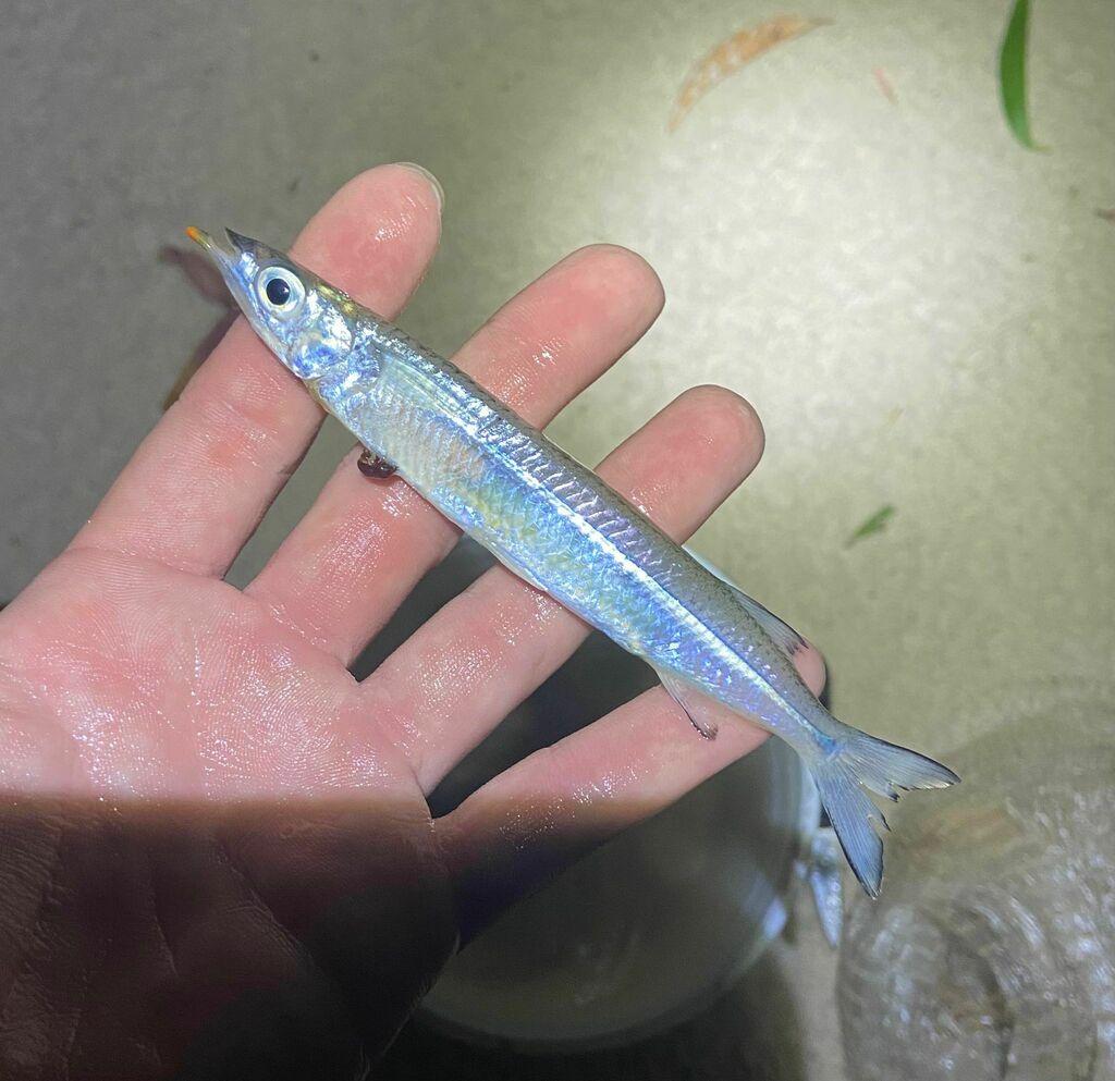 Halfbeaks (Hemiramphidae) - Marine Life Identification