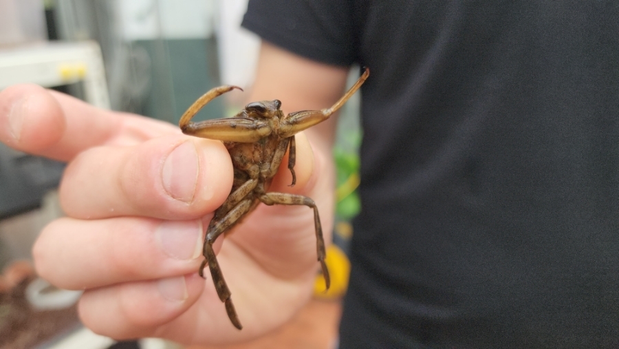 Oriental Giant Water Bug in July 2023 by Seongwoon_Lee. 발견자 : 다흑님 ...