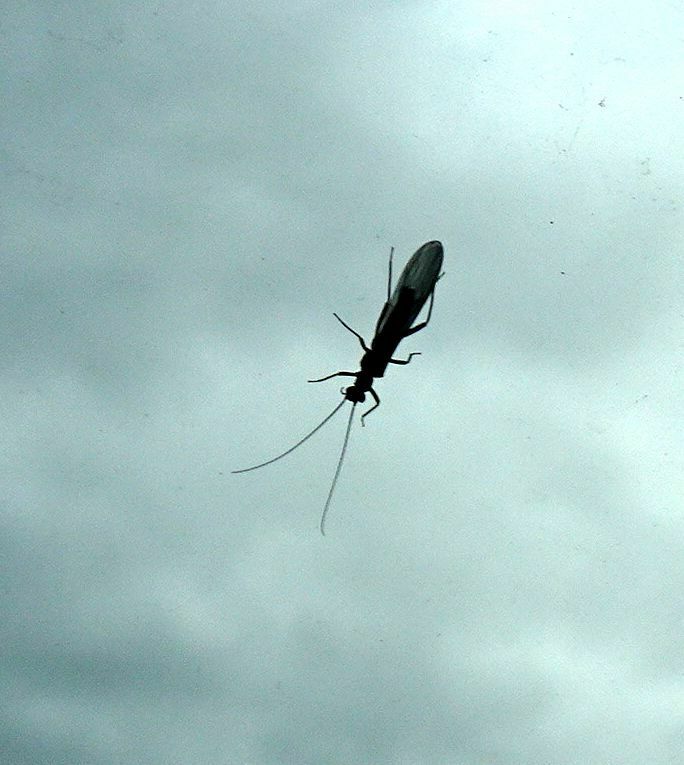 Capnia from Прибайкальский р-н, Респ. Бурятия, Россия on June 27, 2023 ...