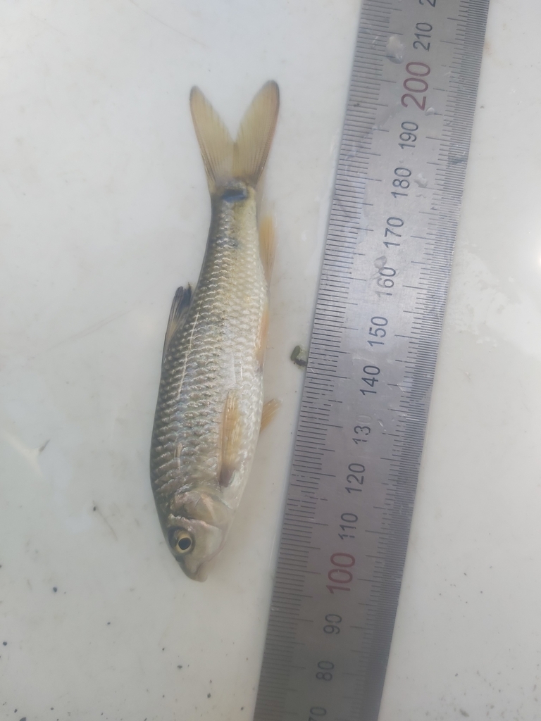 Taiwan Torrent Carp from 954台灣台東縣卑南鄉溫泉村 on July 5, 2023 at 02:10 PM by ...