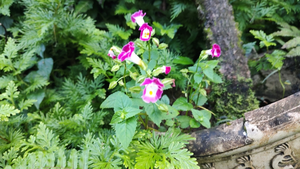 wishbone flower from Pohnpei, Micronesia on July 5, 2023 at 06:26 PM by ...
