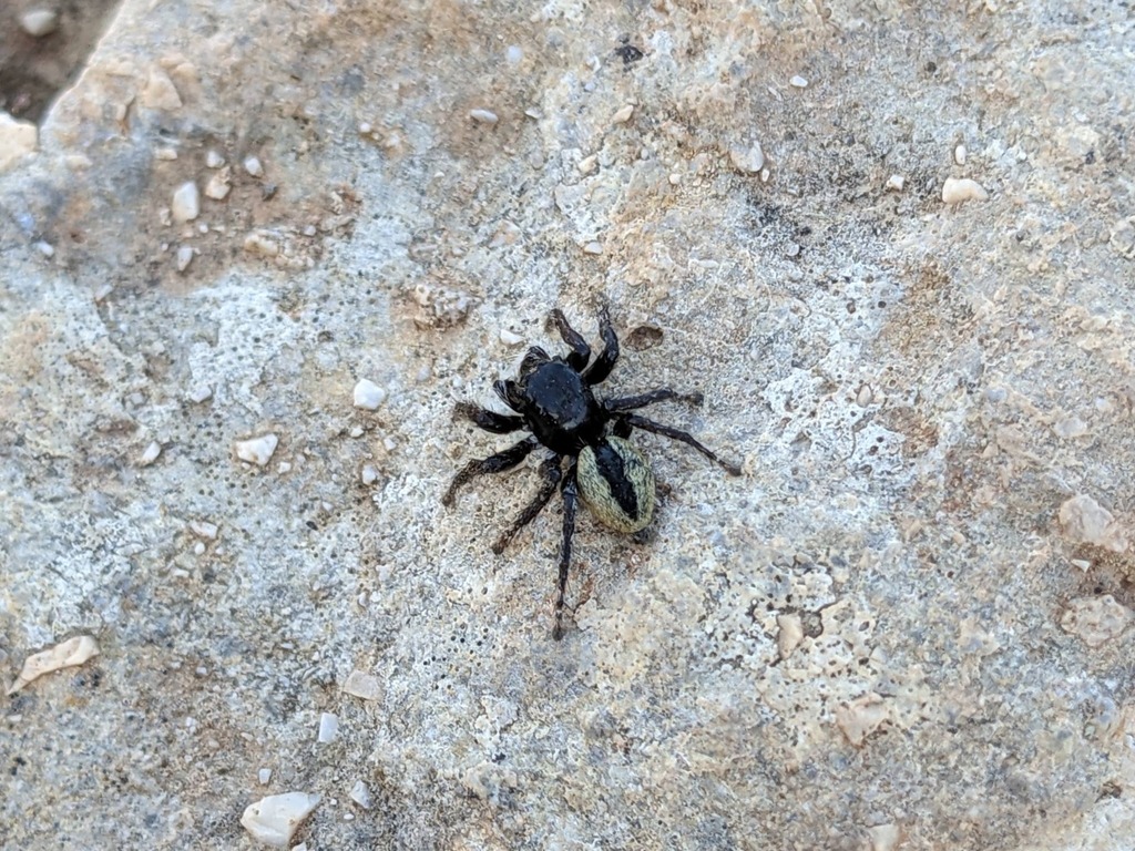 Red-bellied Jumping Spider from Crete, Greece on July 4, 2023 at 07:24 ...