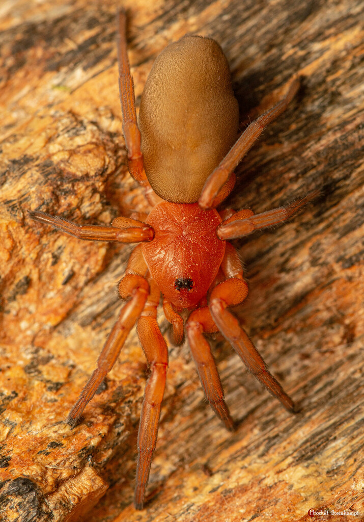 Eight-eyed Orange Lungless Spiders from Spitskop Small Holdings ...