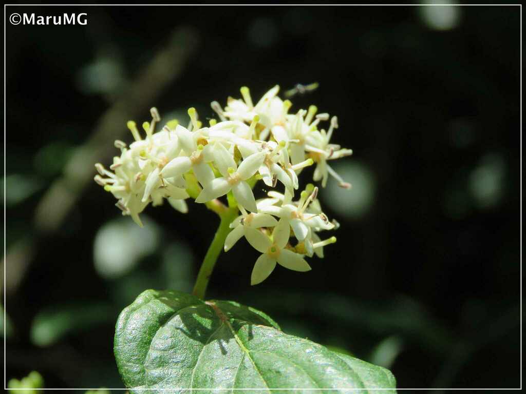 Cornus excelsa from Xichú, Gto., México on May 13, 2023 at 12:03 PM by ...